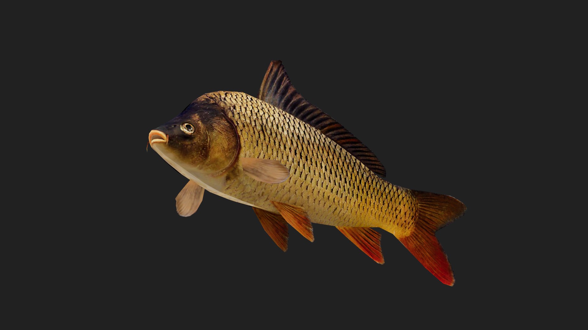 Carp 3D - TurboSquid 2123248