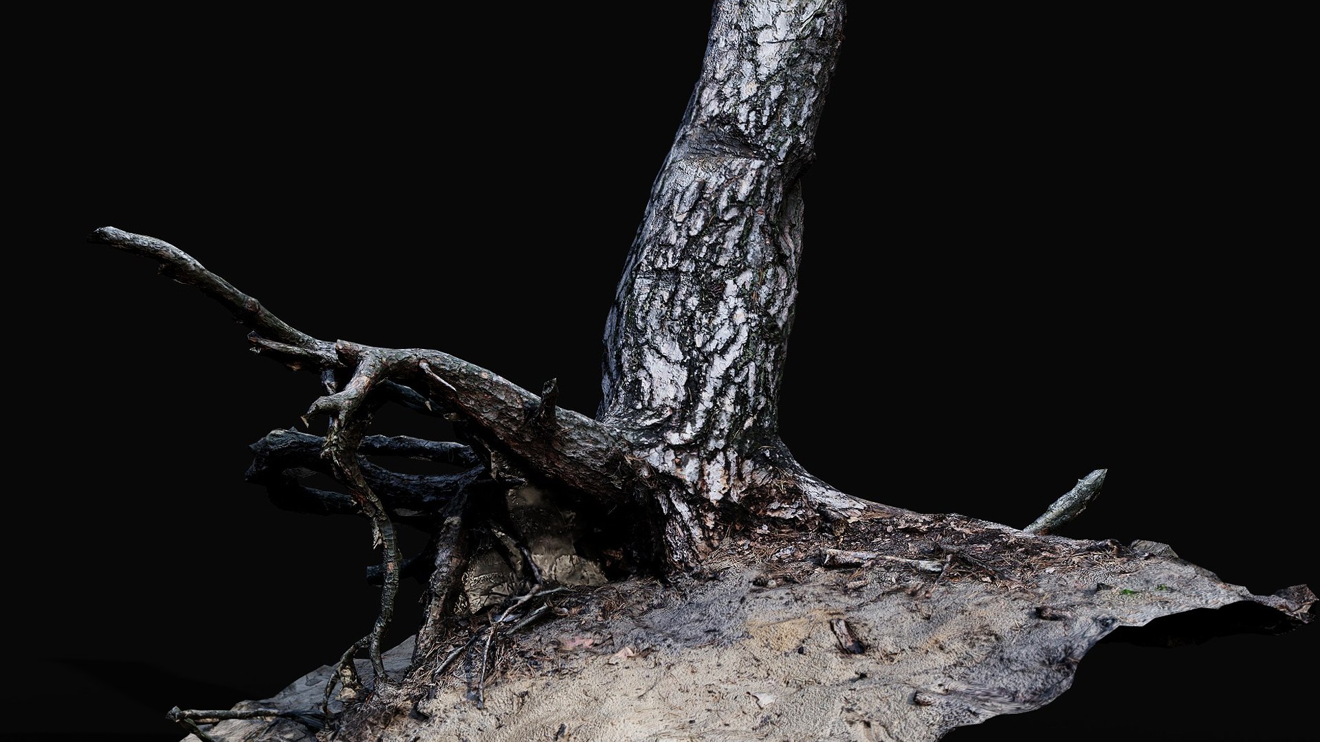 Broken Tree Trunk Pine Roots Ground Photogrammetry 3D Model ...