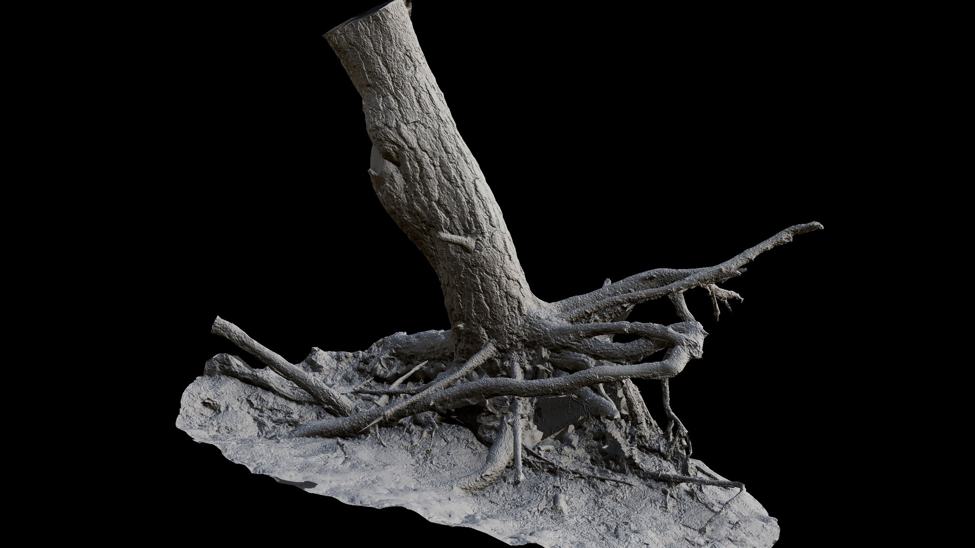 Broken Tree Trunk Pine Roots Ground Photogrammetry 3D Model ...