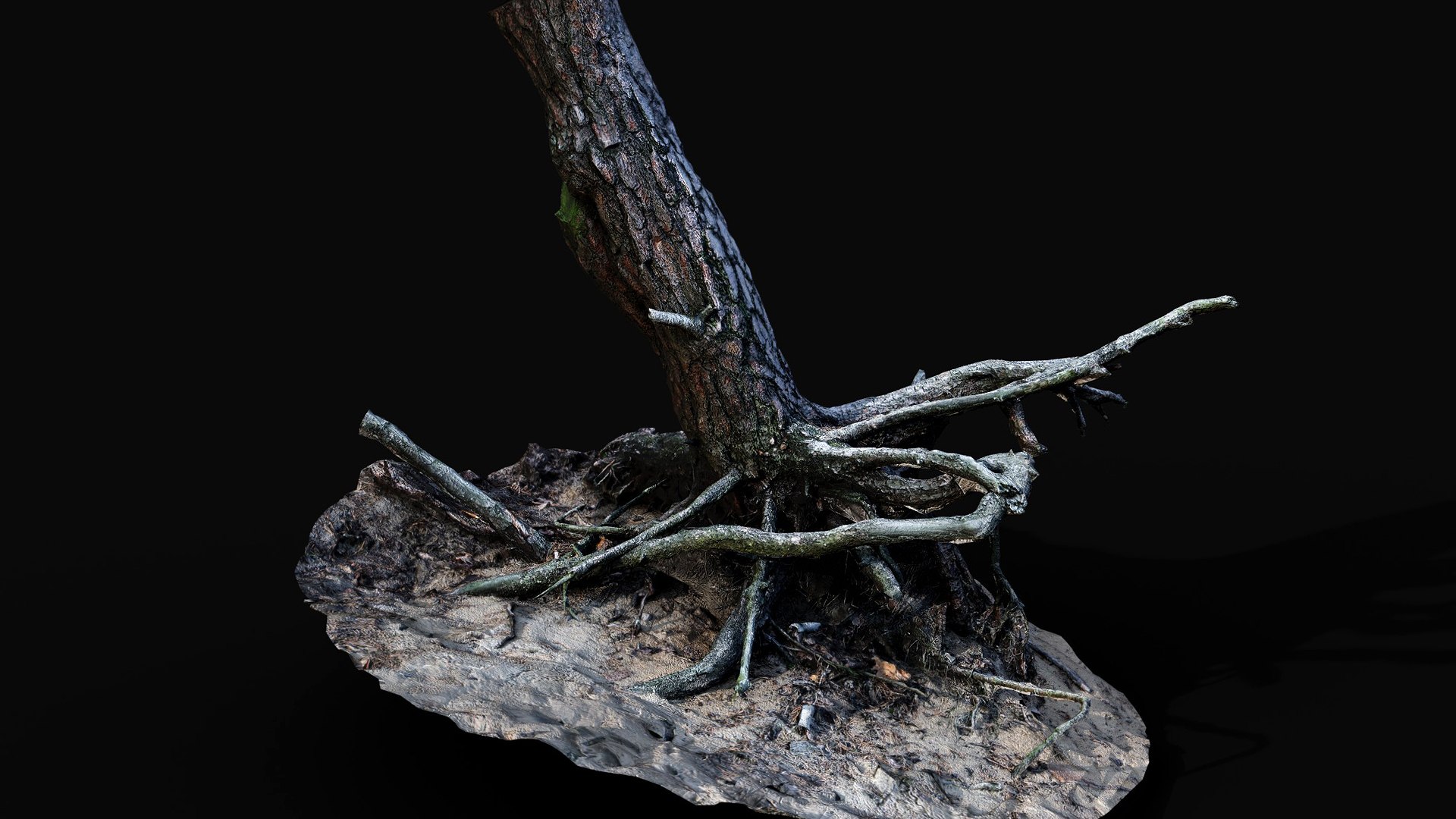 Broken Tree Trunk Pine Roots Ground Photogrammetry 3D Model ...