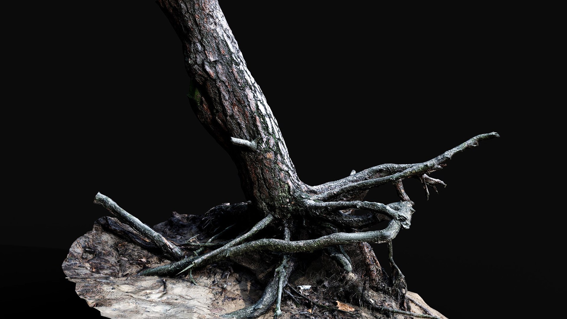 Broken Tree Trunk Pine Roots Ground Photogrammetry 3D Model ...
