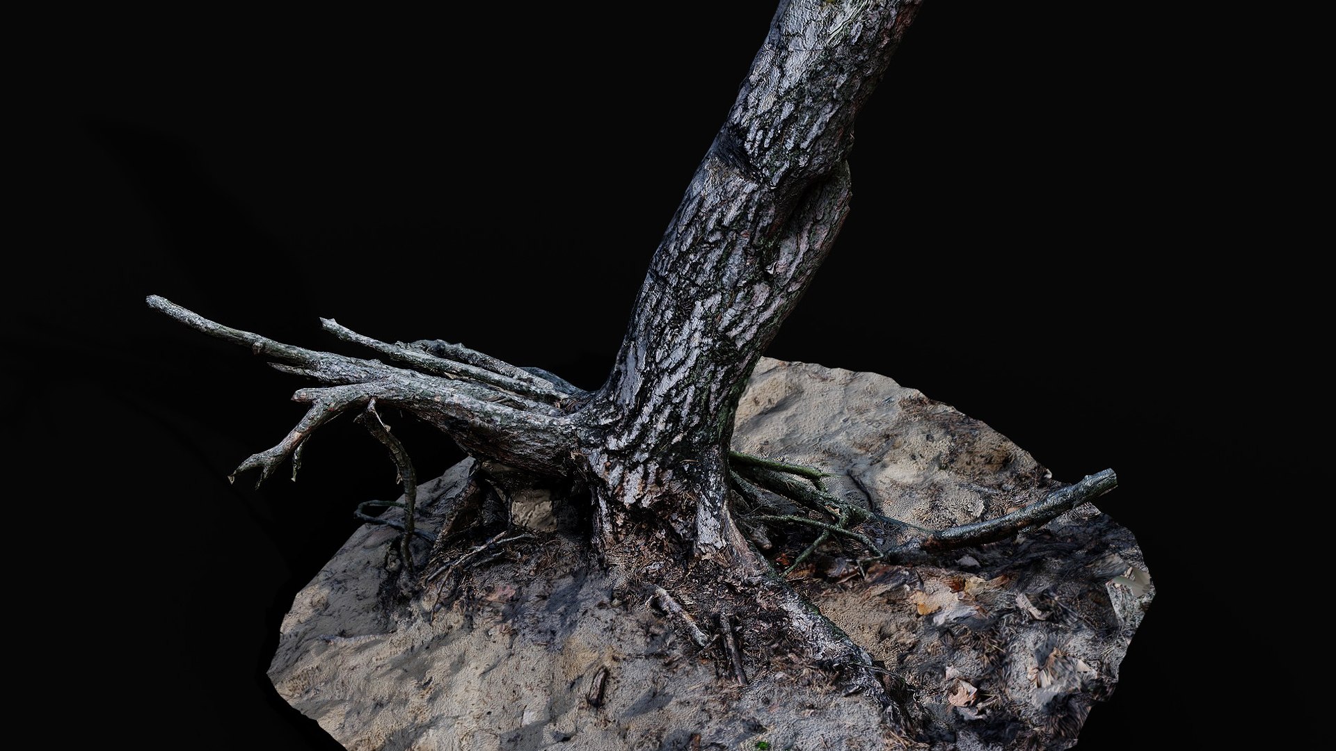 Broken Tree Trunk Pine Roots Ground Photogrammetry 3D Model ...