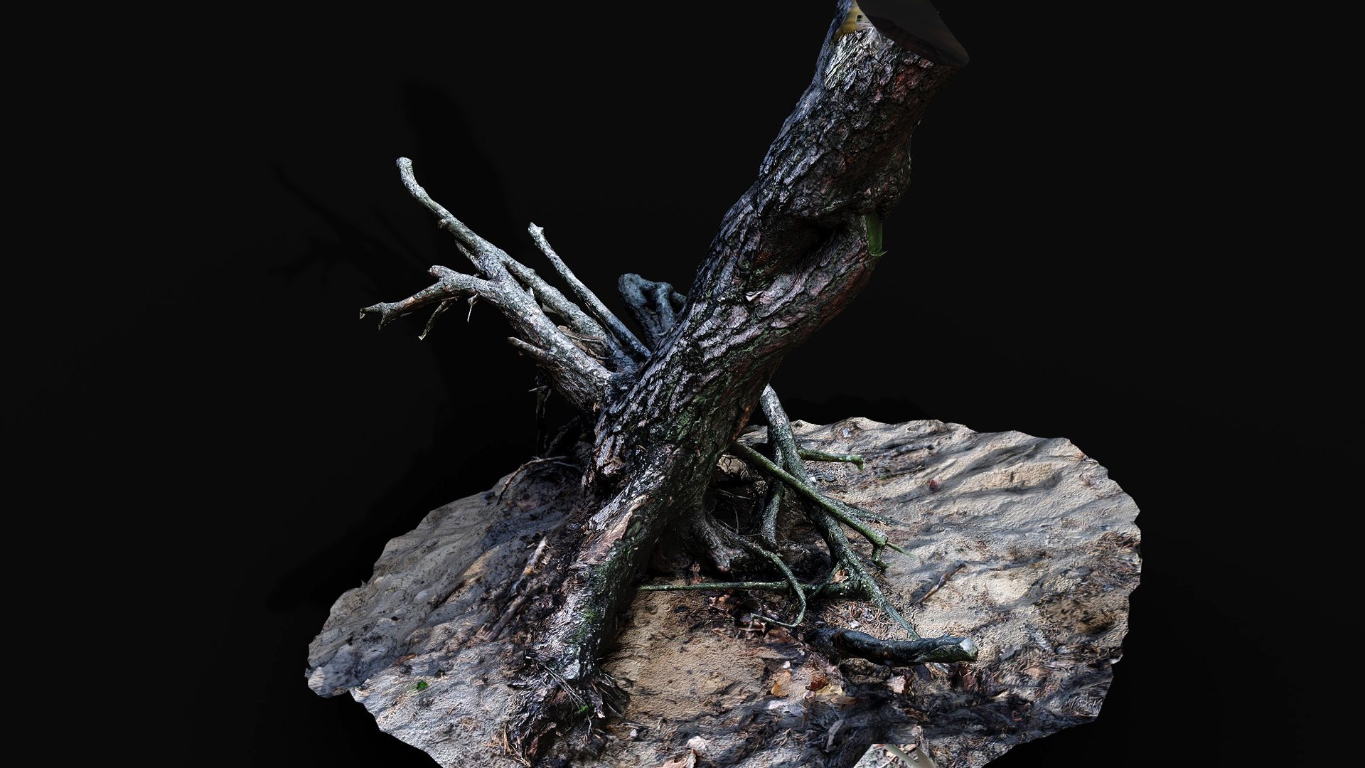 Broken Tree Trunk Pine Roots Ground Photogrammetry 3D Model ...