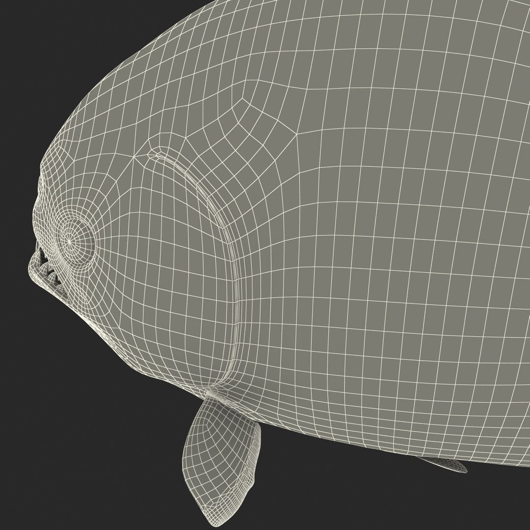 3d piranha modelled