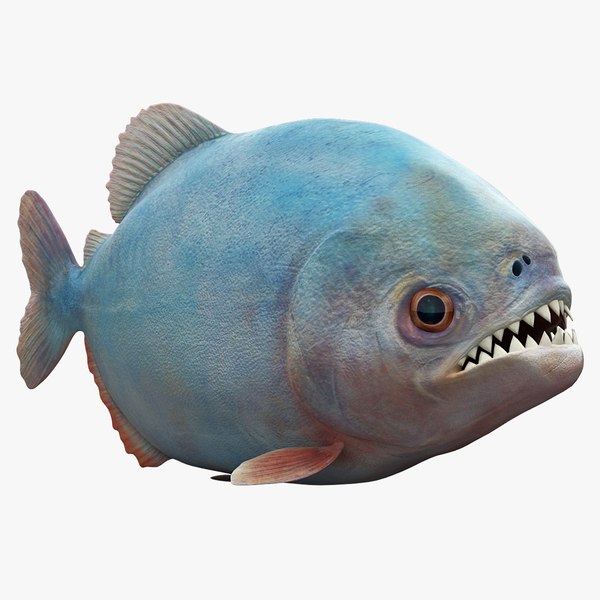 Piranha 3D Models for Download | TurboSquid