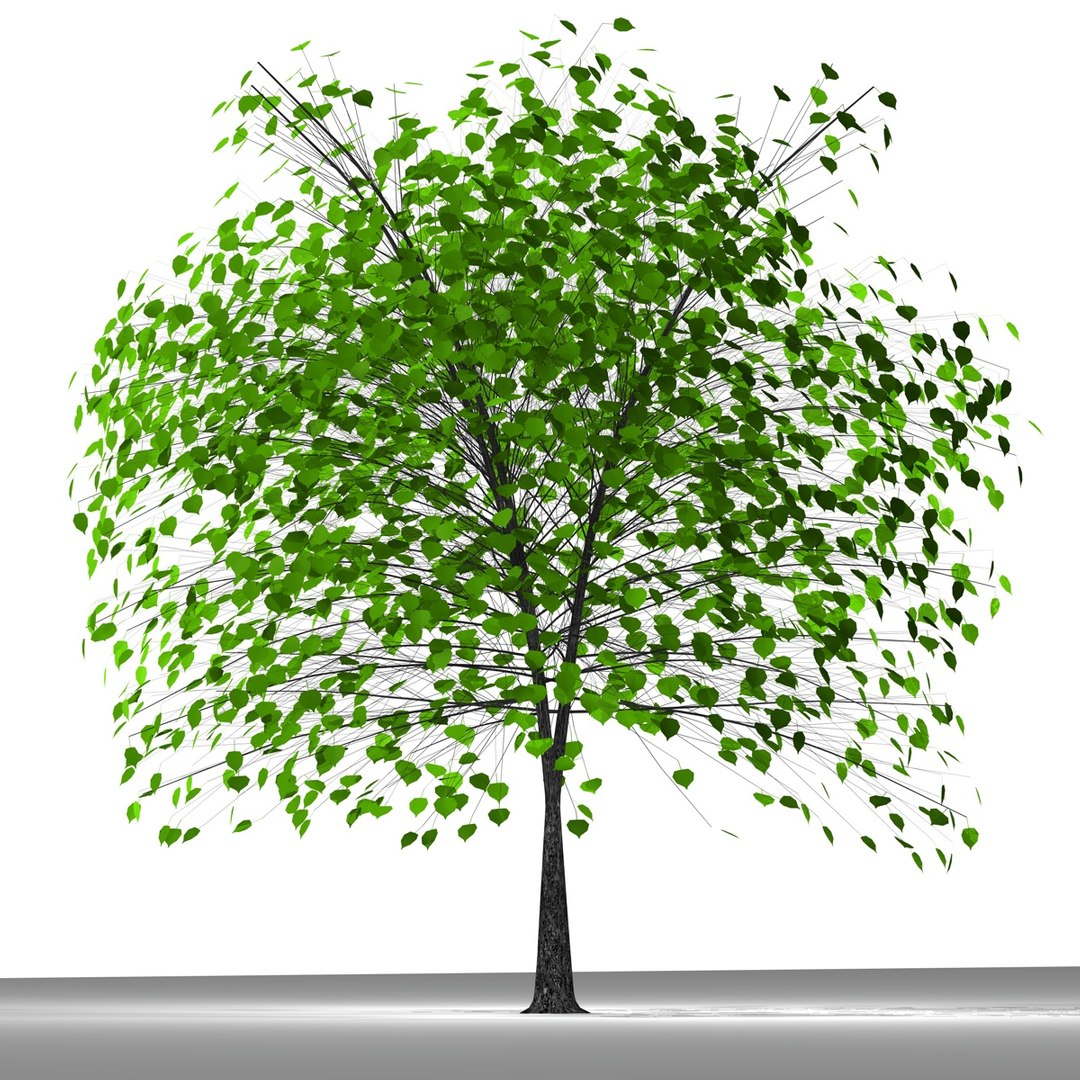 plane tree 3d model