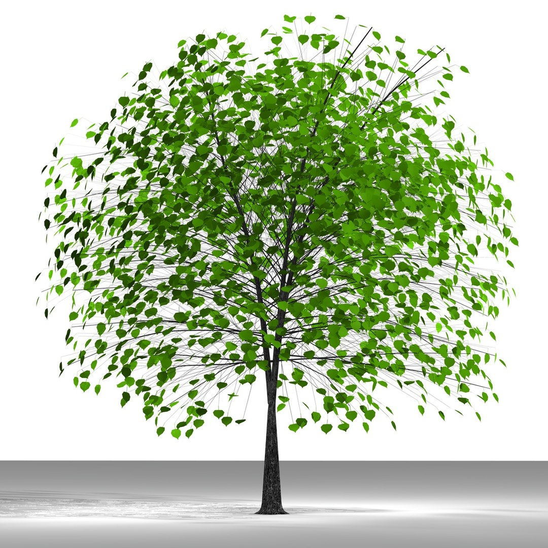 plane tree 3d model