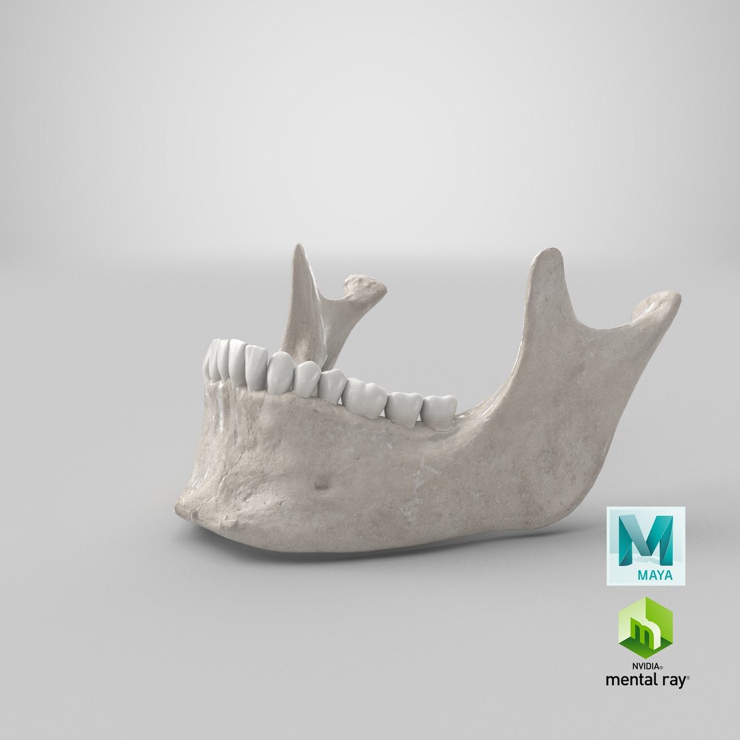 3D Model Real Human Jawbone Mandible - TurboSquid 1617505