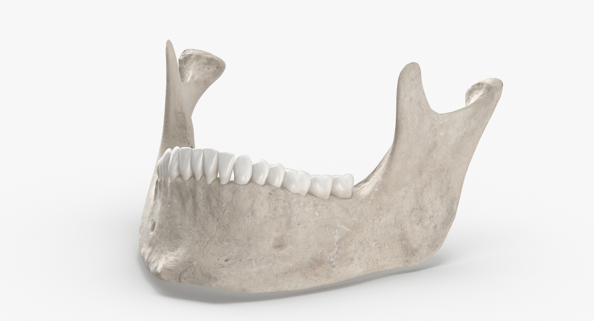 3D Model Real Human Jawbone Mandible - TurboSquid 1617505
