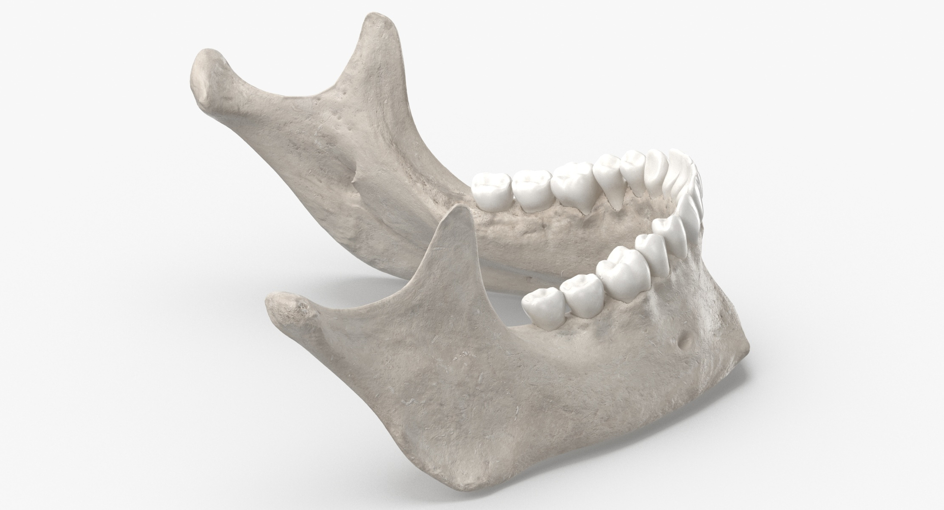 modelo 3d Mandíbula de mandíbula humana real 01 con dientes blancos ...