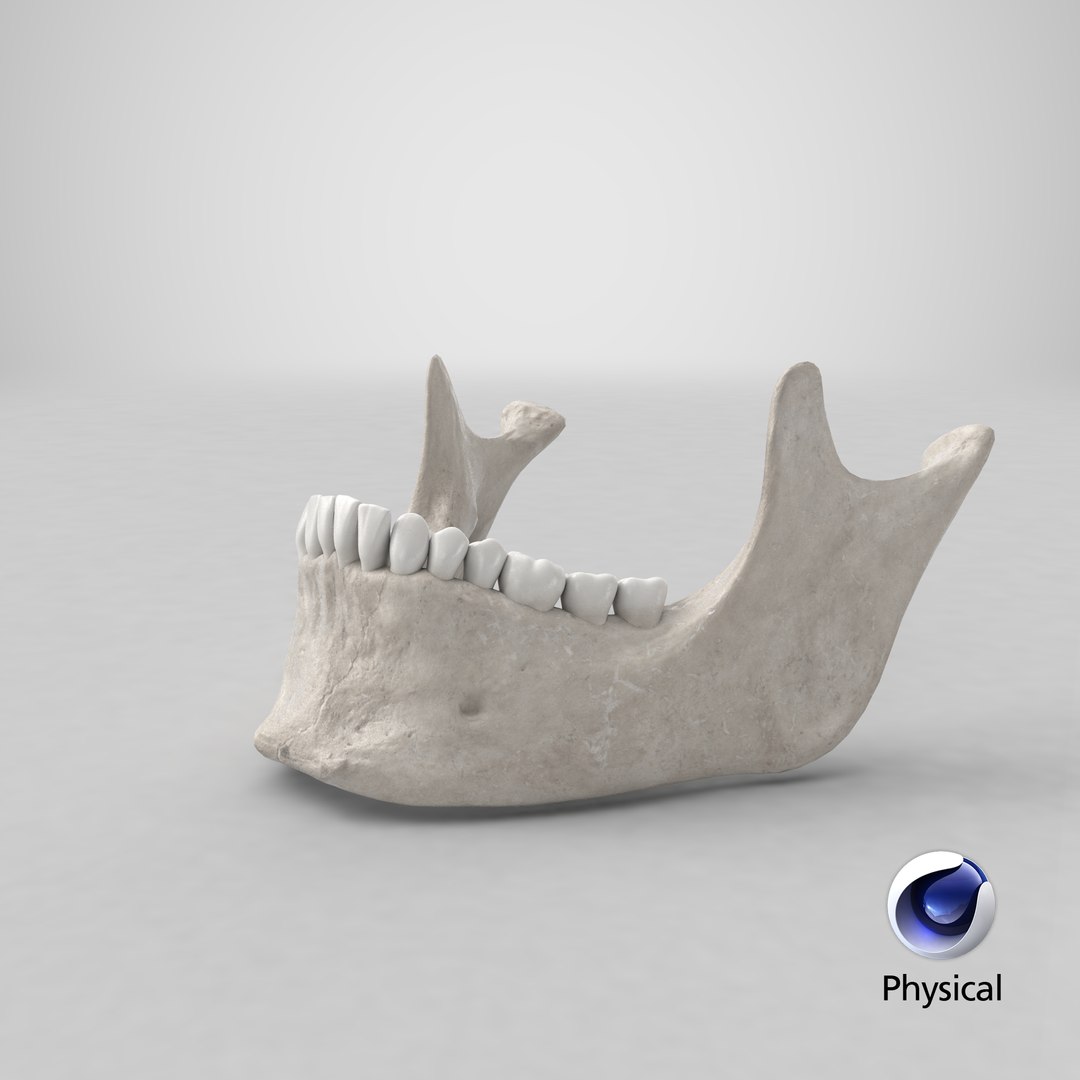 3D Model Real Human Jawbone Mandible - TurboSquid 1617505