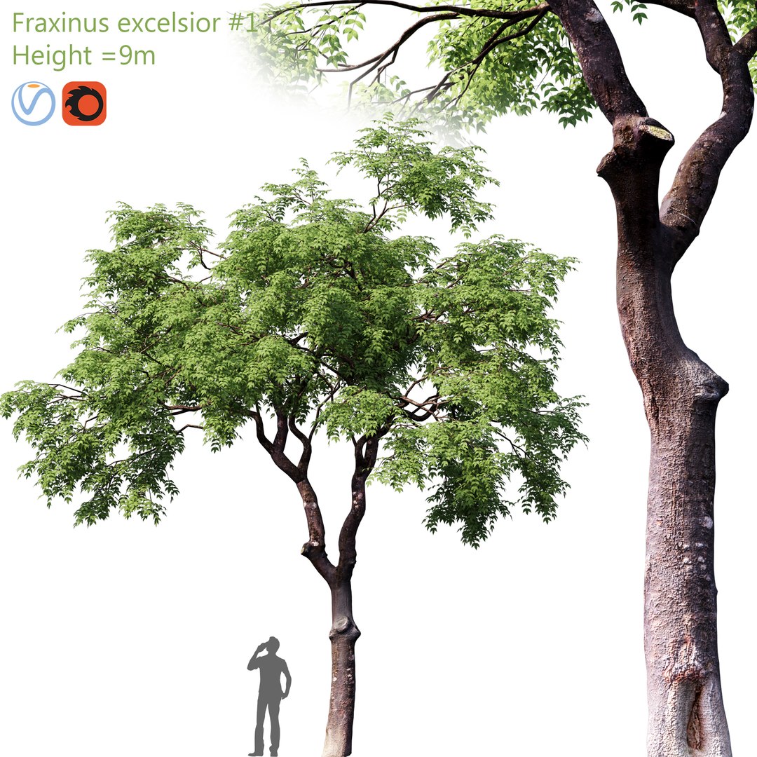 Fraxinus 3D Model - TurboSquid 1792704