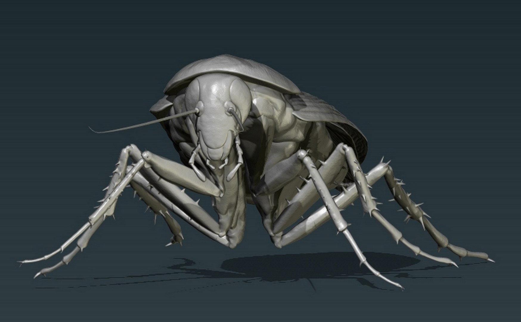 Cockroach 3D Model - TurboSquid 1887955