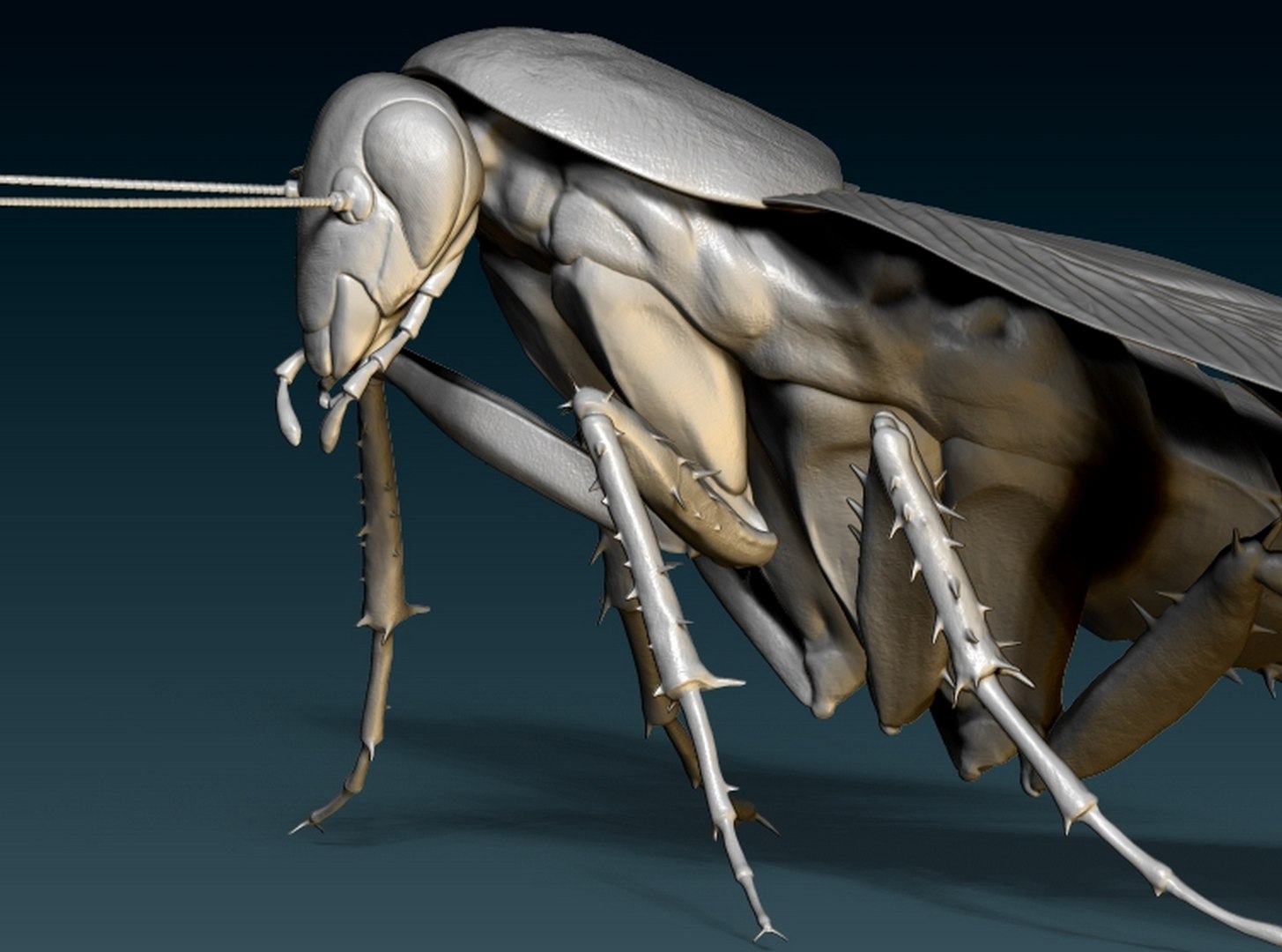 Cockroach 3D Model - TurboSquid 1887955