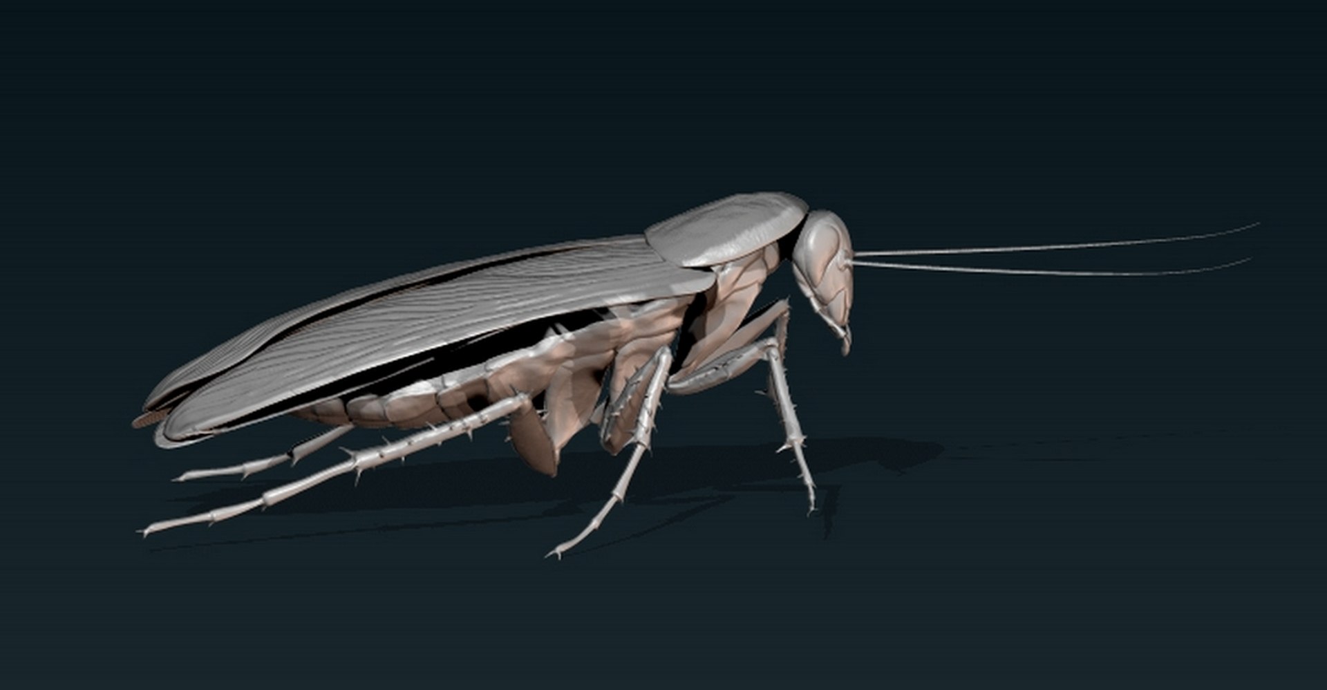Cockroach 3D Model - TurboSquid 1887955