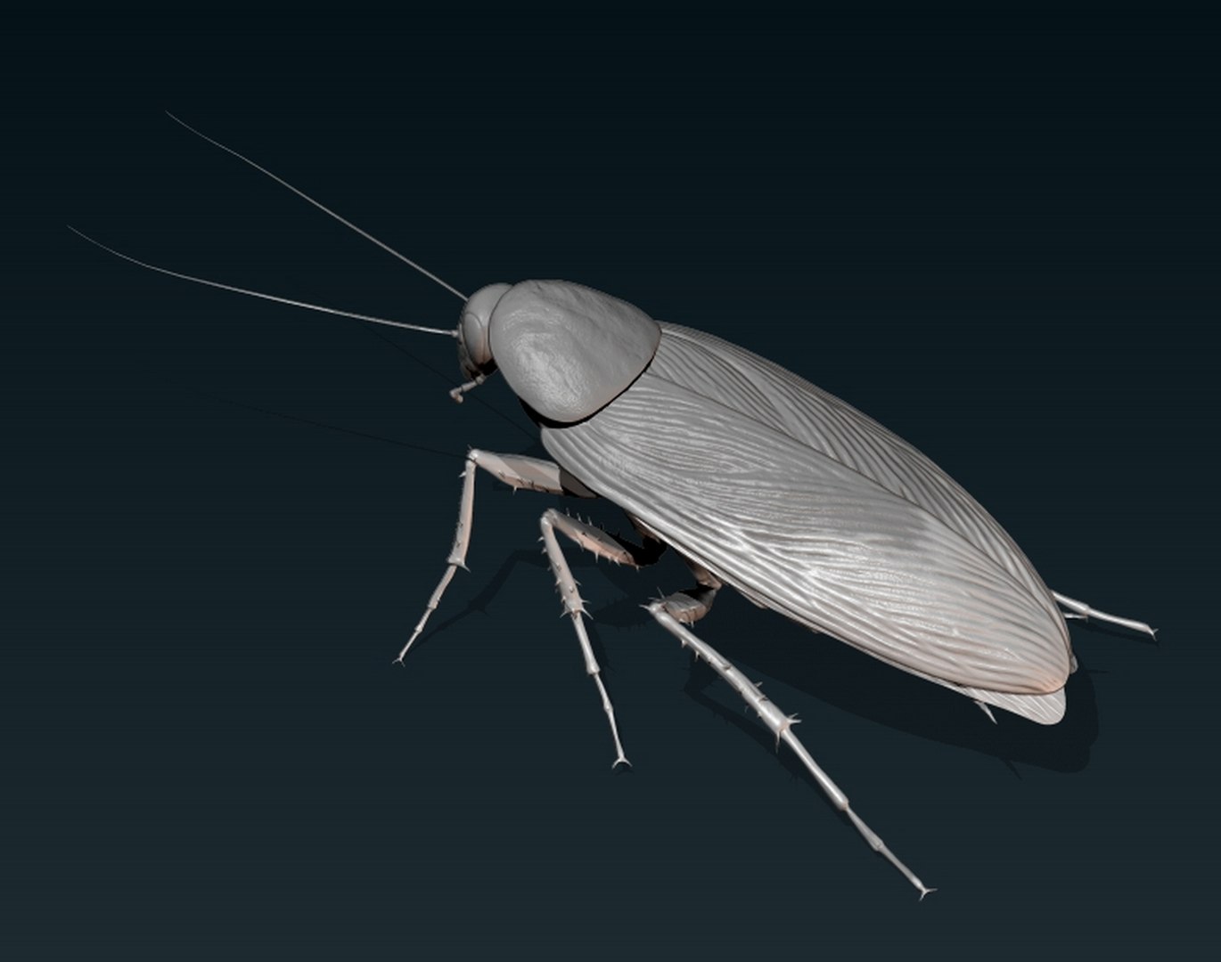 Cockroach 3D Model - TurboSquid 1887955