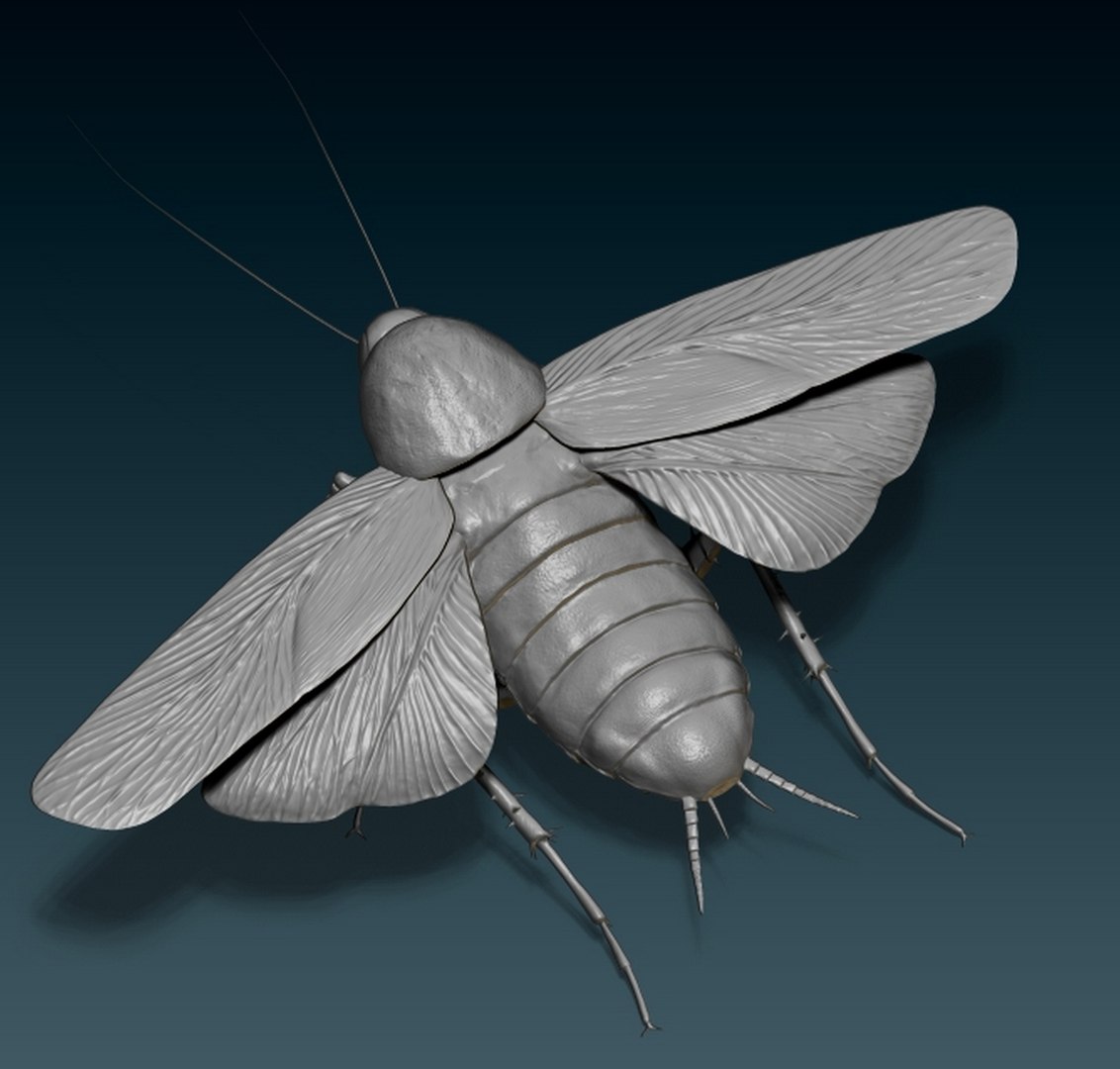 Cockroach 3D Model - TurboSquid 1887955