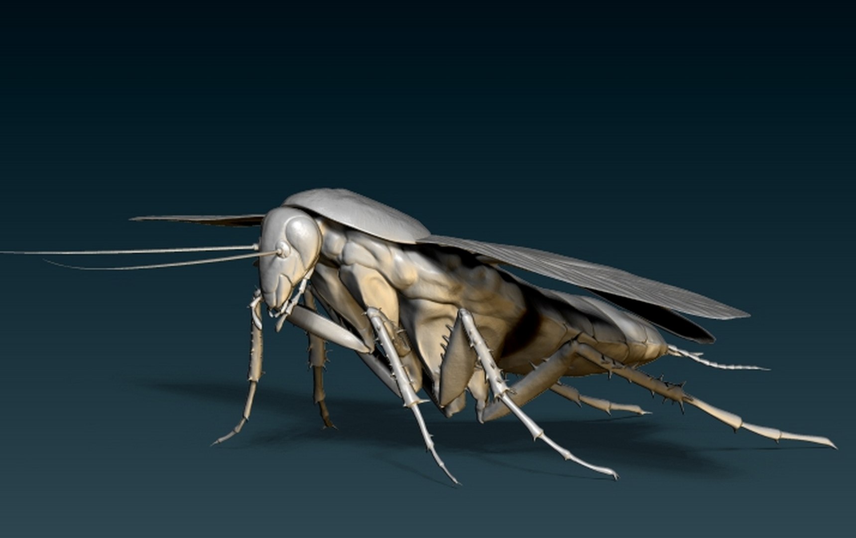 Cockroach 3D Model - TurboSquid 1887955