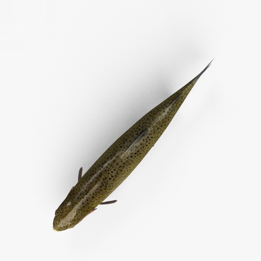 3D Model Trout Fish - TurboSquid 1426673