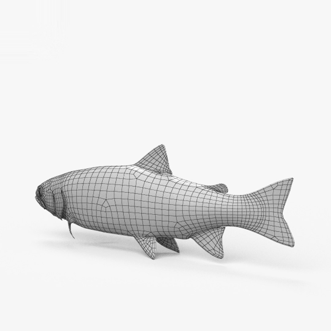 3D Model Trout Fish - TurboSquid 1426673