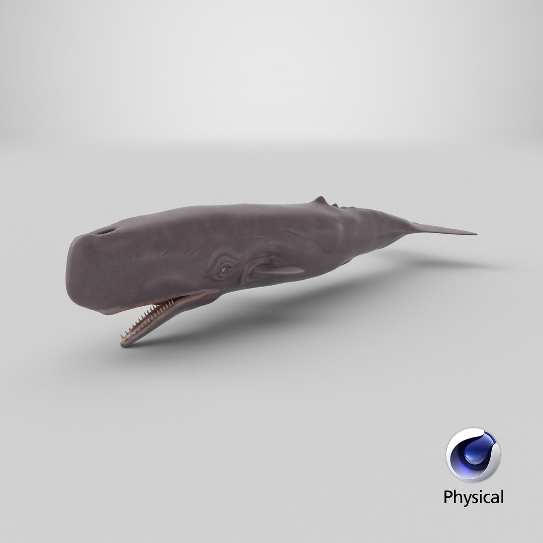 Sperm Whale 3D Model - TurboSquid 2286373