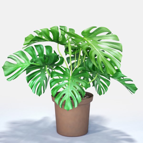 Swiss Cheese Plant 3D Models for Download | TurboSquid