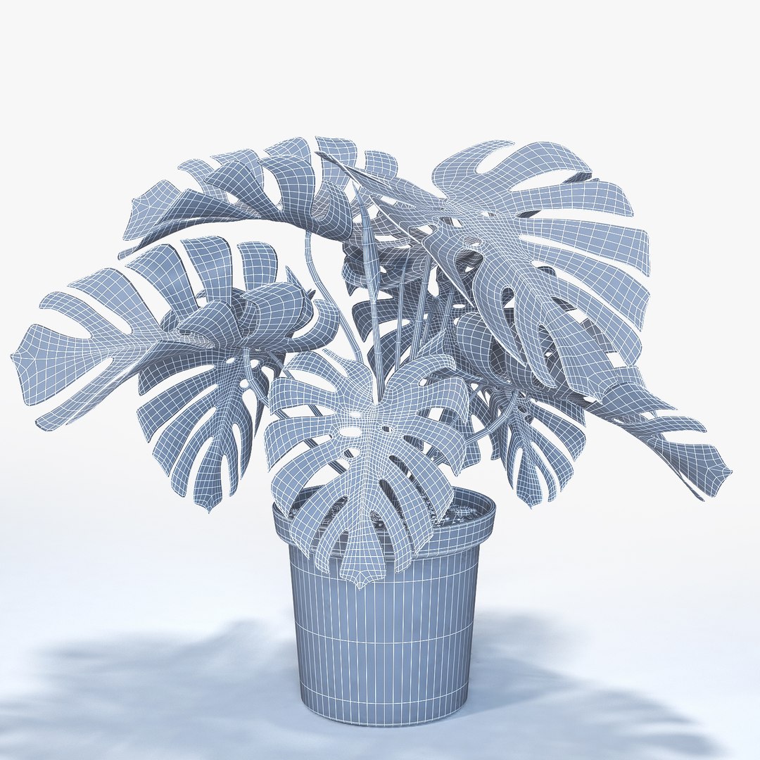 3d Model Monstera Cheese Plant