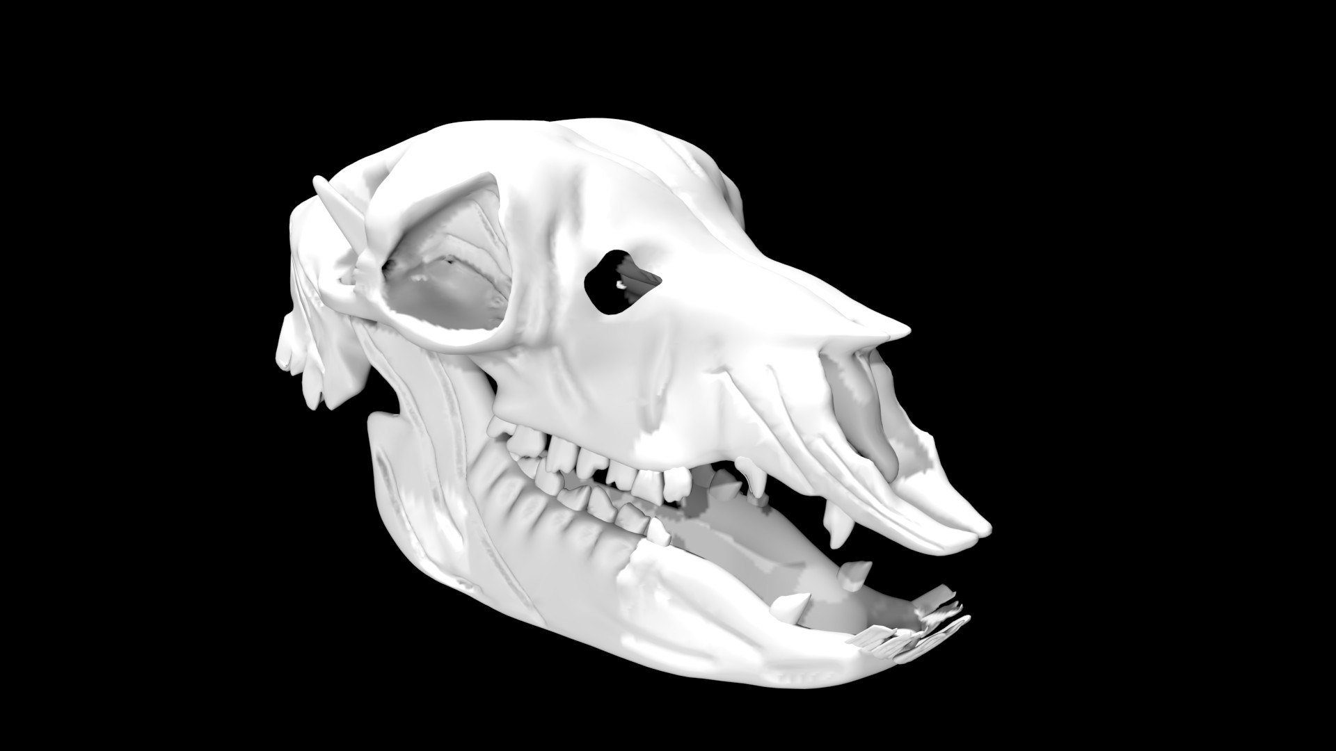 Alpaca Skull 3D - TurboSquid 1880830