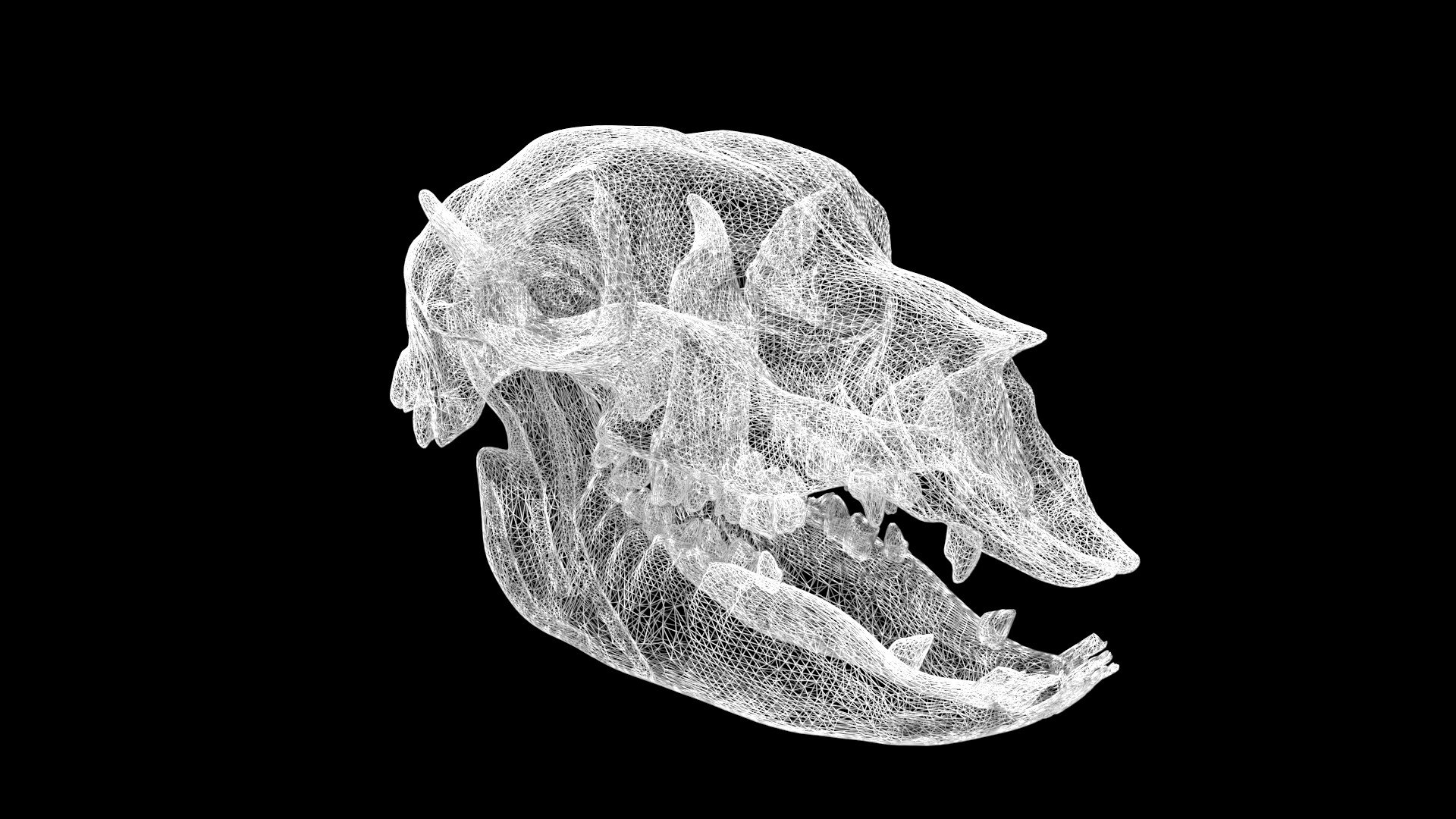 Alpaca Skull 3D - TurboSquid 1880830