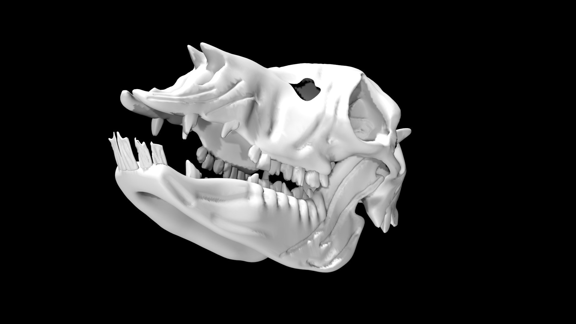 Alpaca Skull 3D - TurboSquid 1880830