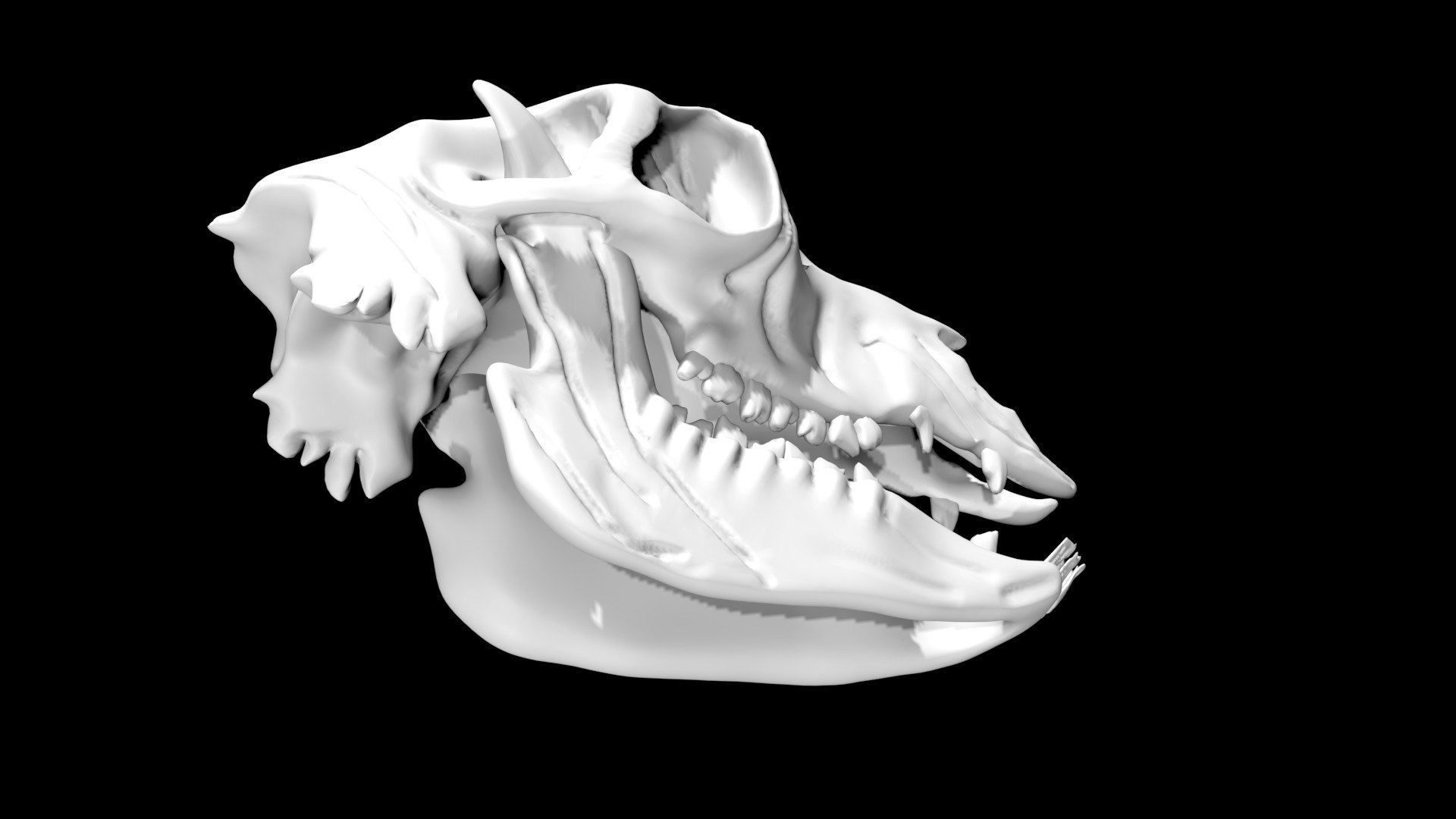 Alpaca Skull 3D - TurboSquid 1880830