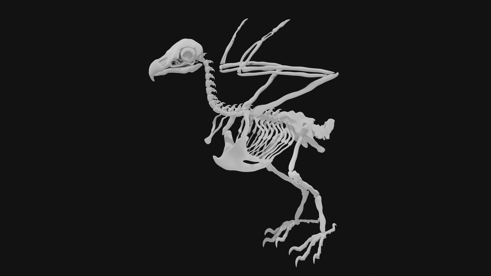 Eagle Skeleton 3D Model - TurboSquid 1986113