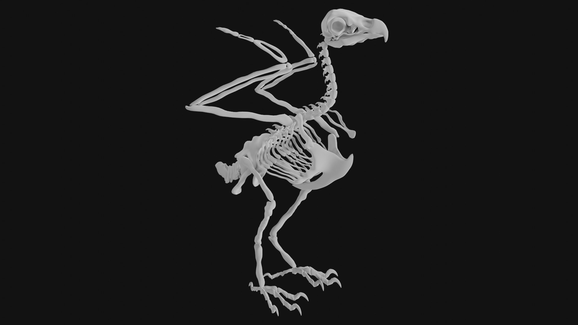 Eagle Skeleton 3D model - TurboSquid 1986113