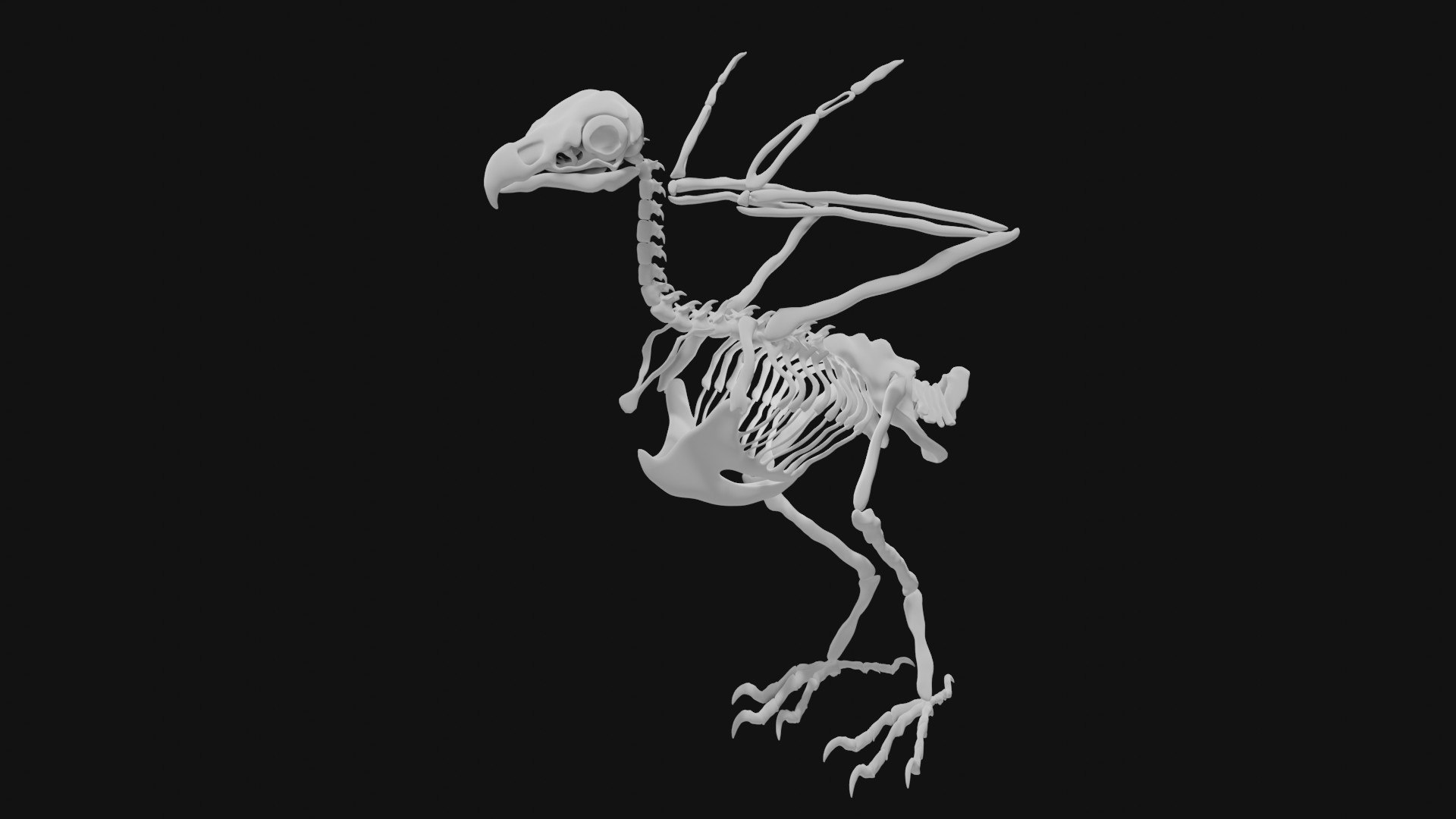 Eagle Skeleton 3D Model - TurboSquid 1986113
