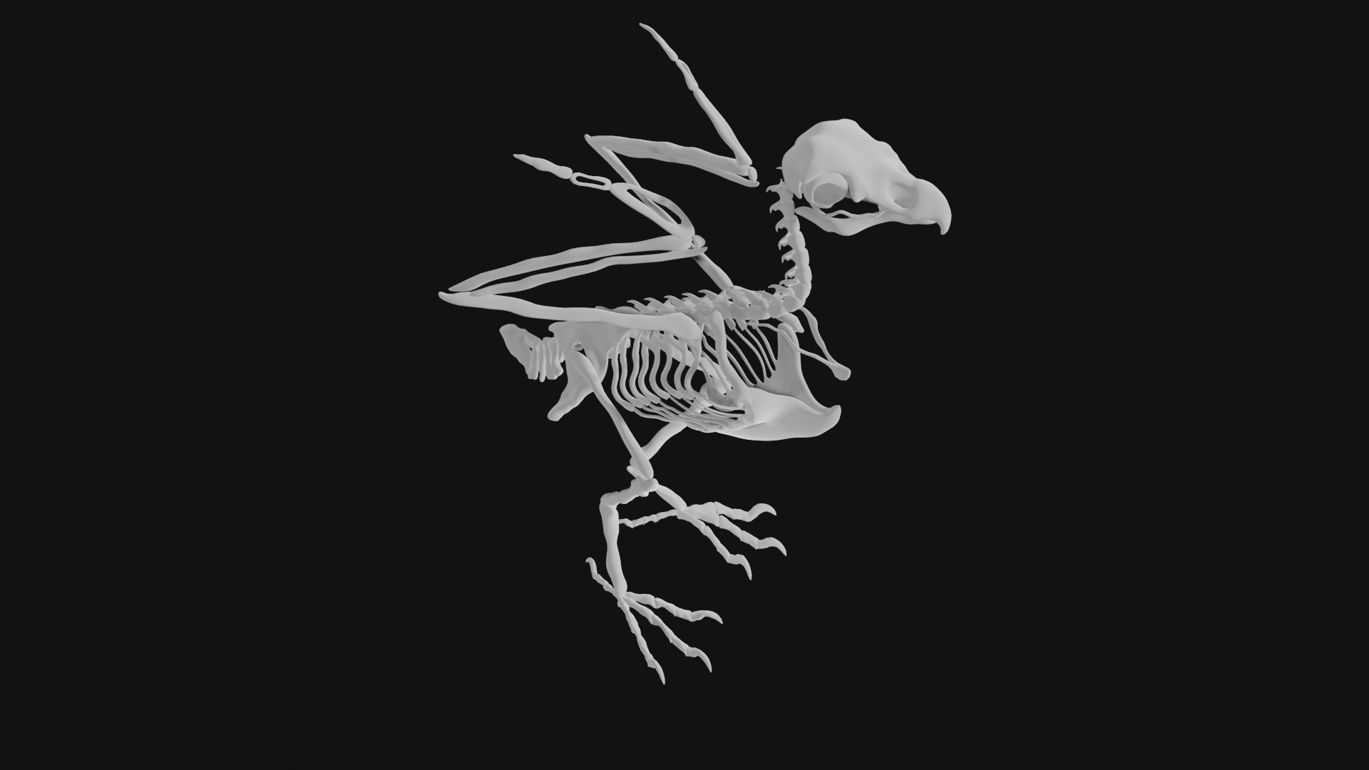 Eagle Skeleton 3D model - TurboSquid 1986113