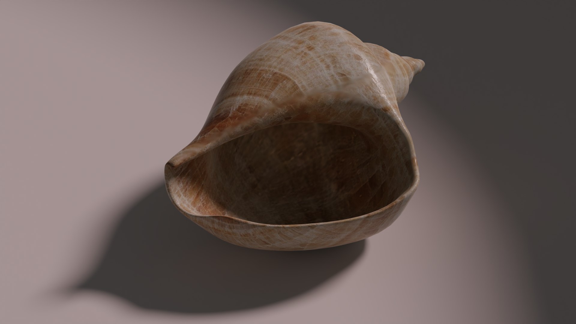 Free 3D Shell Model - TurboSquid 2067417