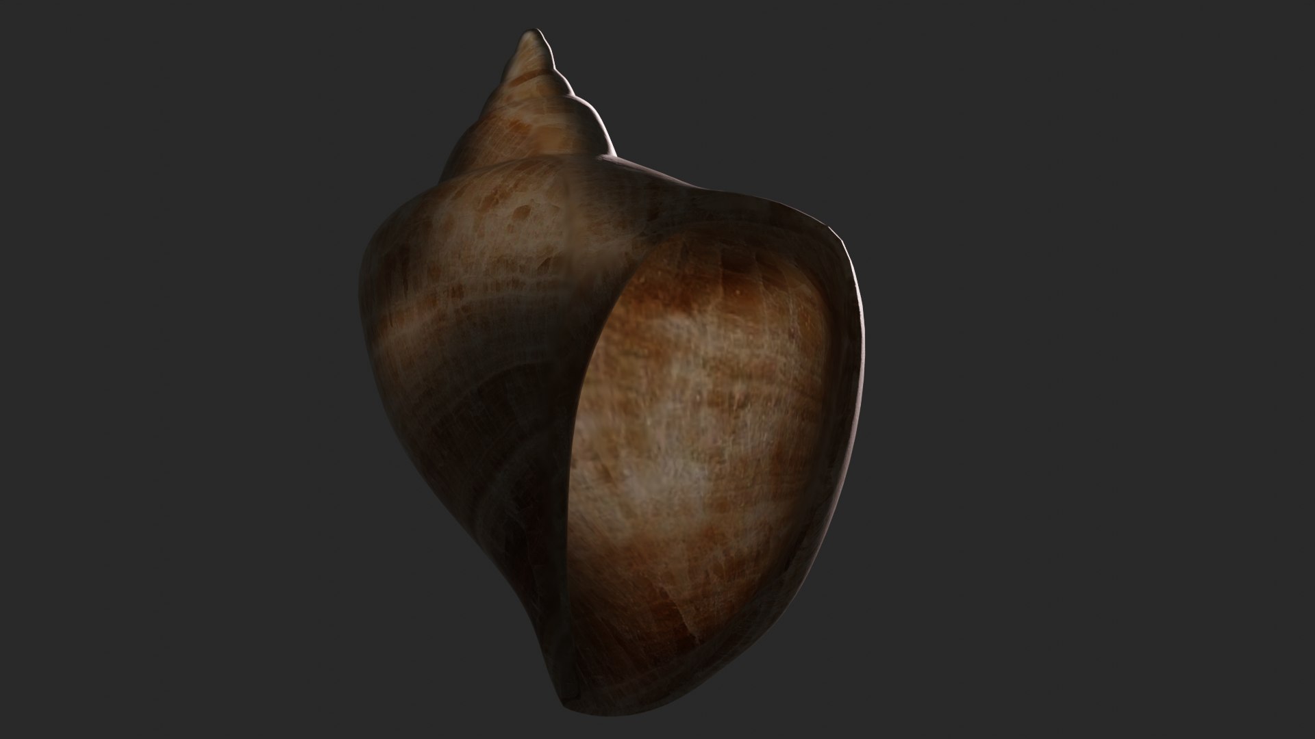 Free 3D Shell Model - TurboSquid 2067417