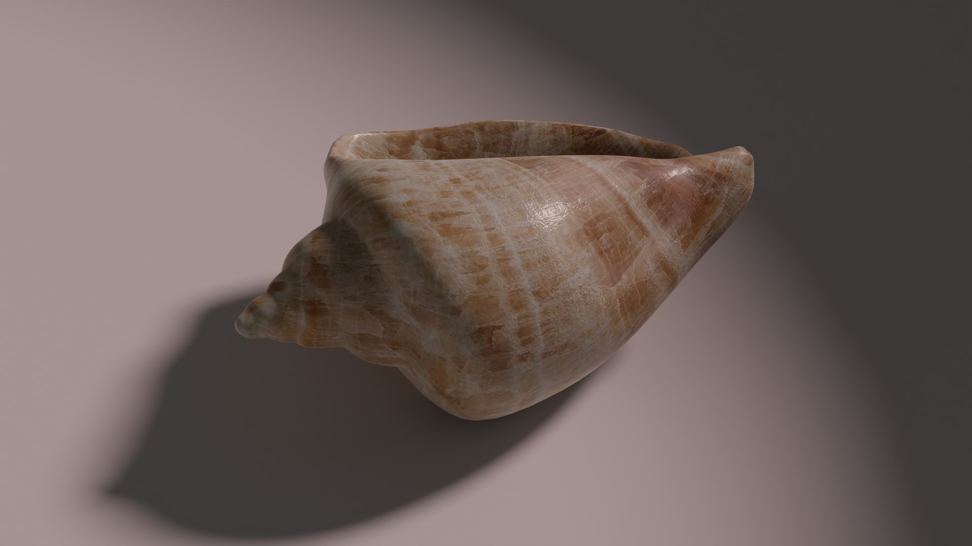 Free 3D Shell Model - TurboSquid 2067417