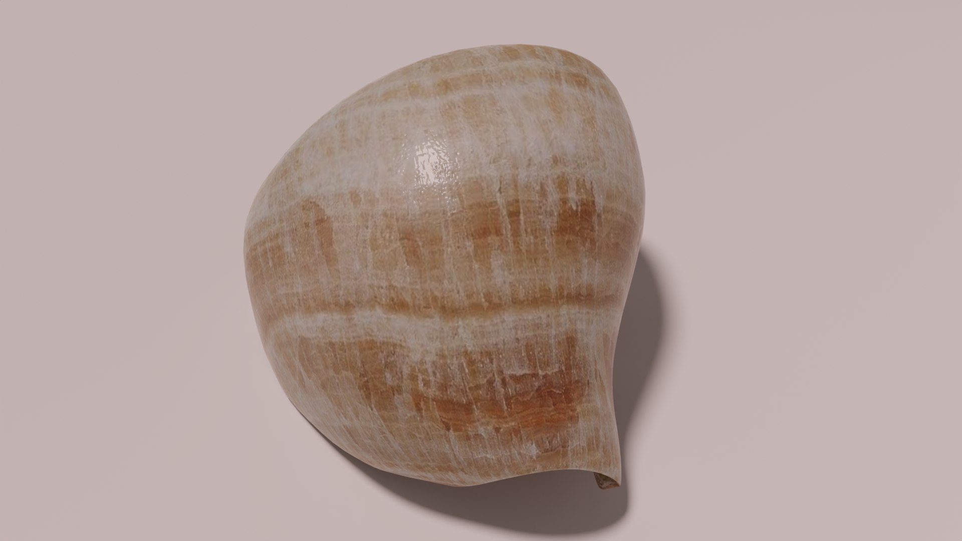 Free 3D Shell Model - TurboSquid 2067417