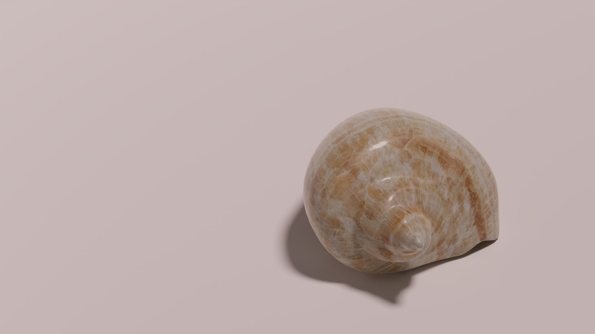 Free 3D Shell Model - TurboSquid 2067417