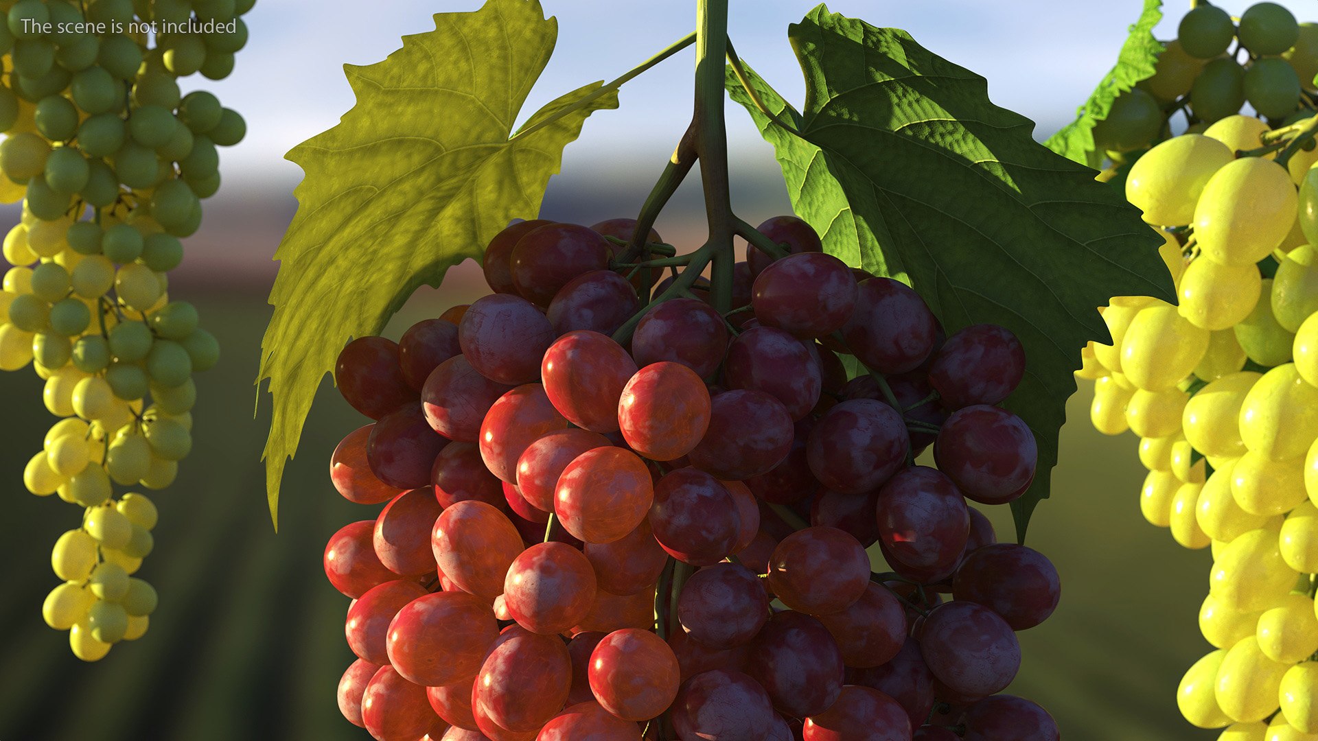 3D Red Sultana Grape Cluster Model - TurboSquid 2179076