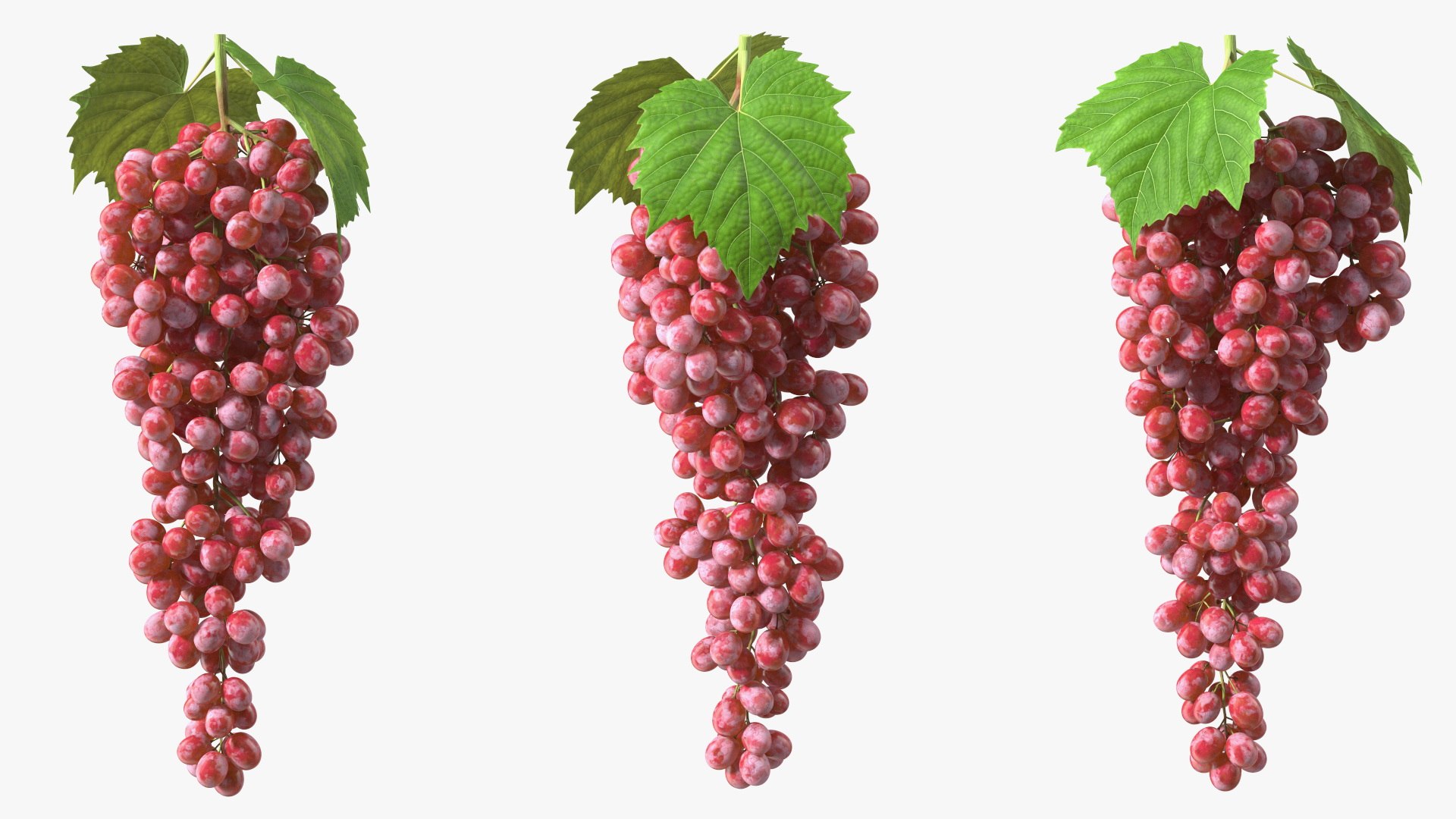 3D Red Sultana Grape Cluster Model - TurboSquid 2179076