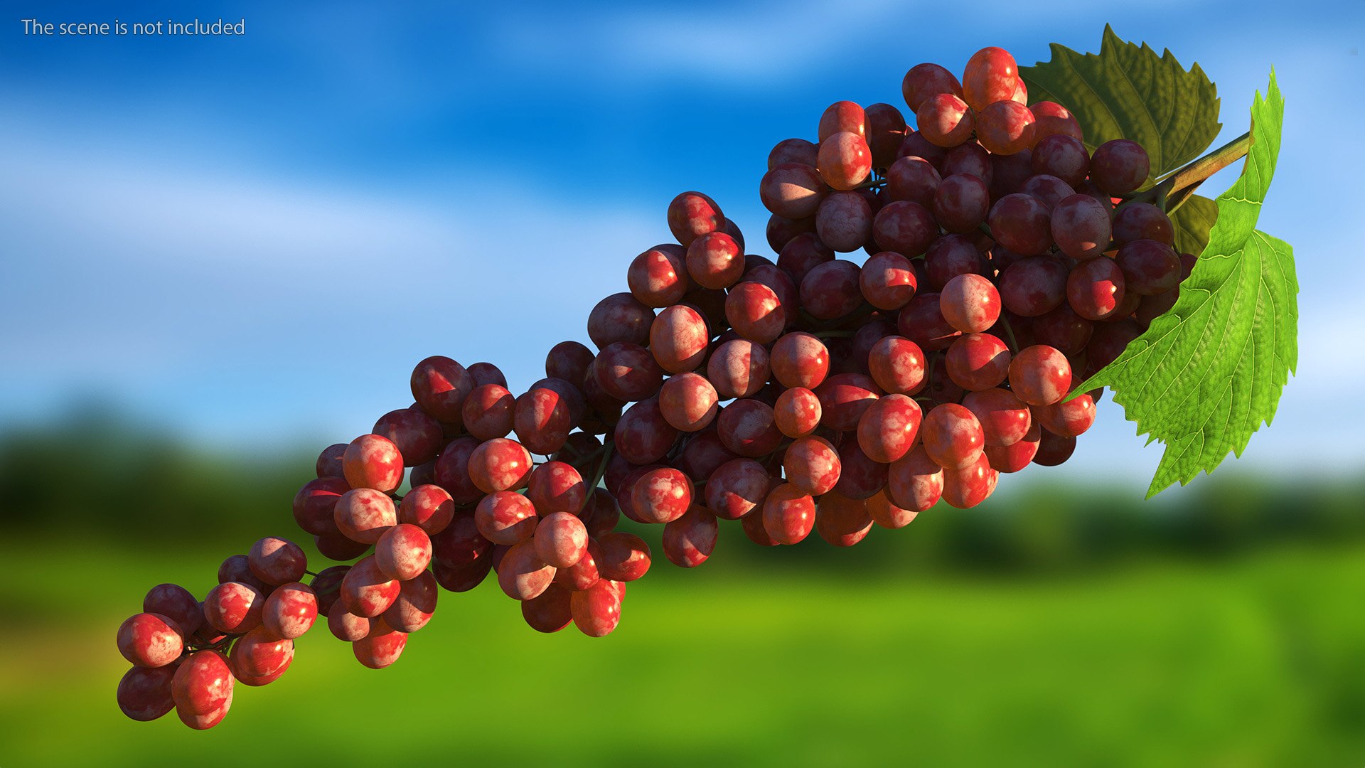 3D Red Sultana Grape Cluster Model - TurboSquid 2179076