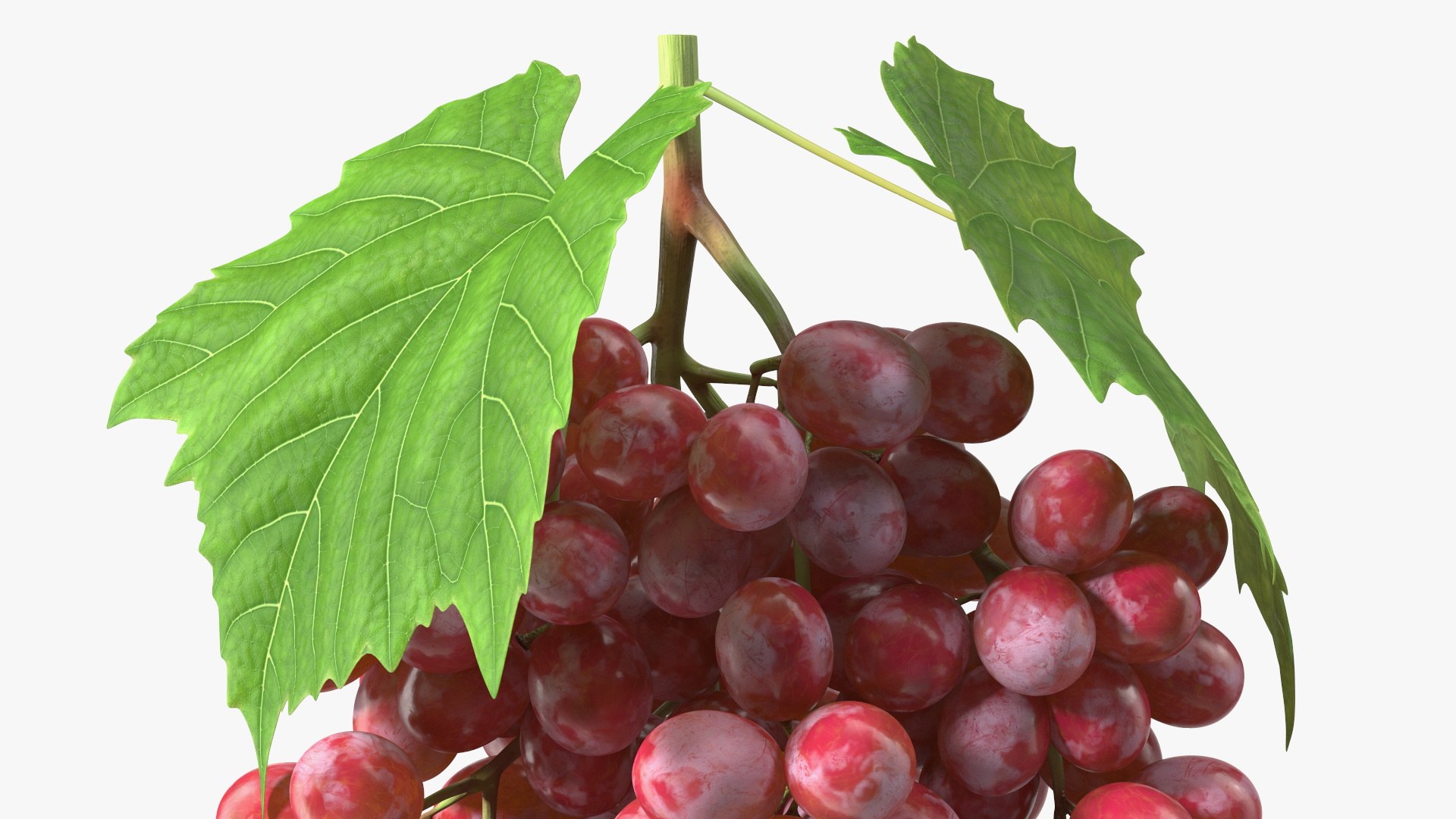 3D Red Sultana Grape Cluster Model - TurboSquid 2179076
