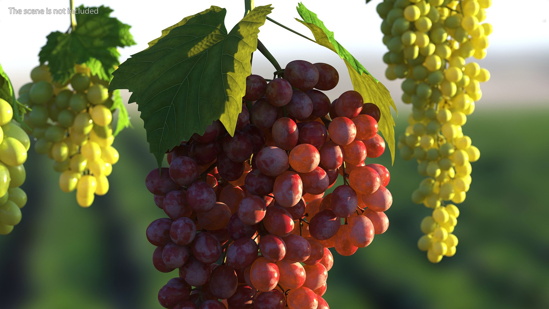 3D Red Sultana Grape Cluster Model - TurboSquid 2179076