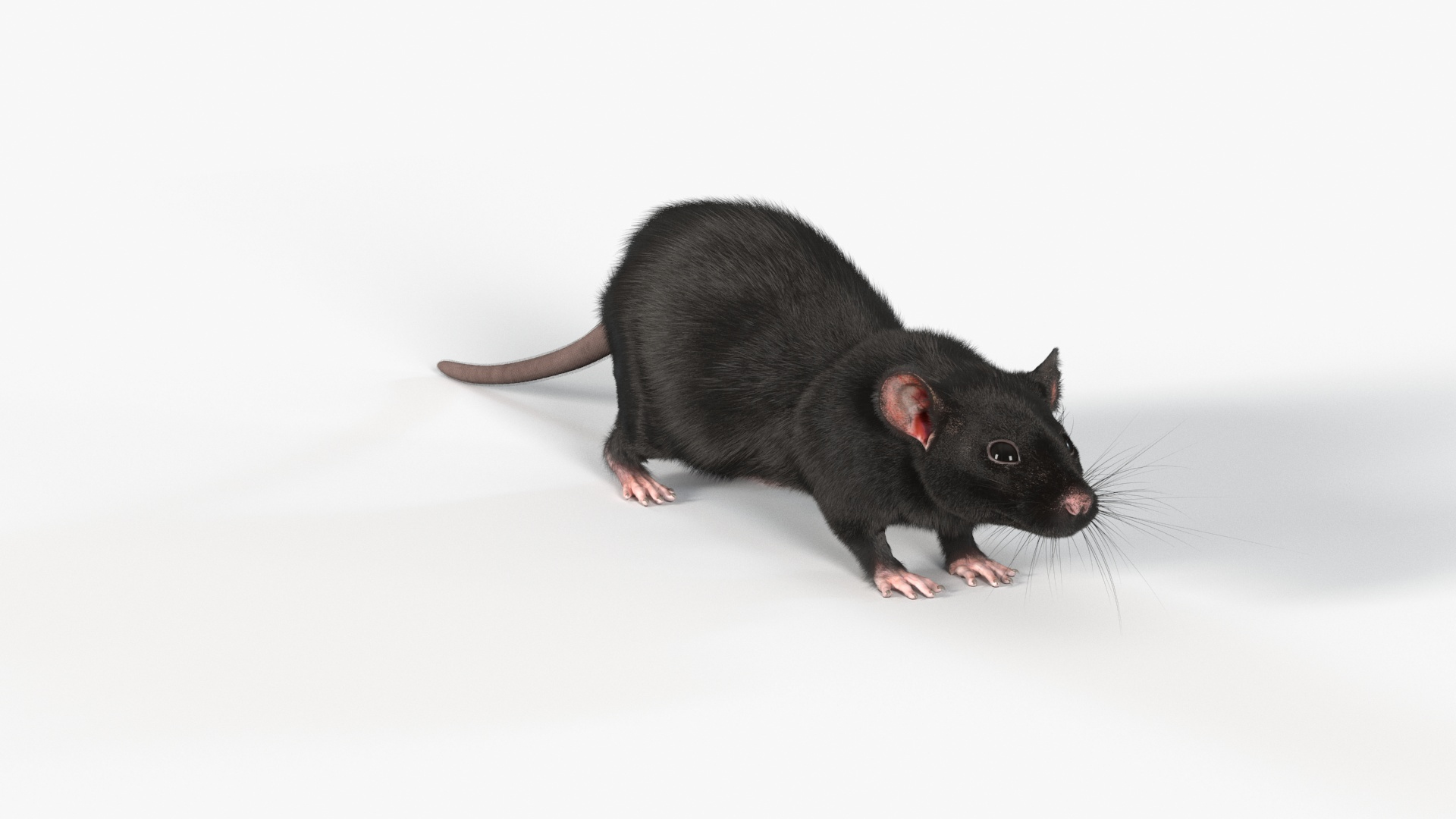 3D Fancy Rat Rigged Fur - TurboSquid 2376306