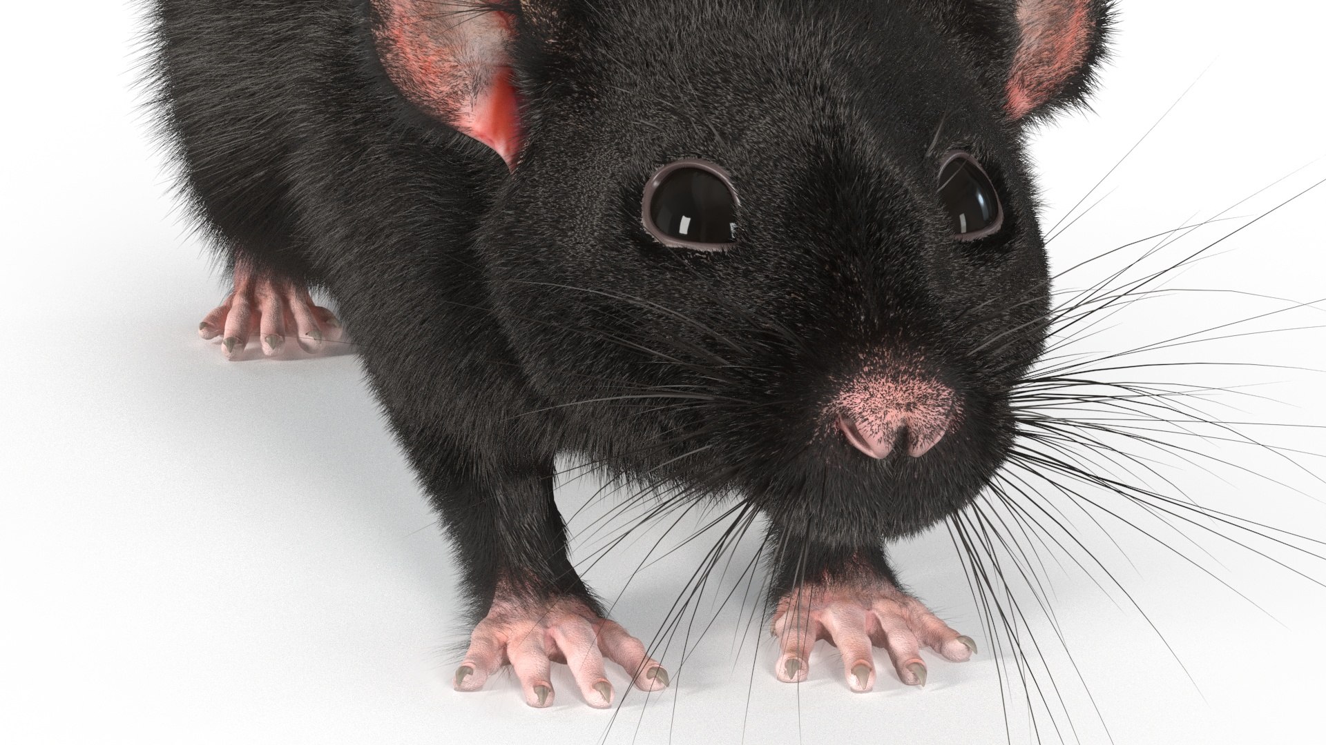 3D Fancy Rat Rigged Fur - TurboSquid 2376306