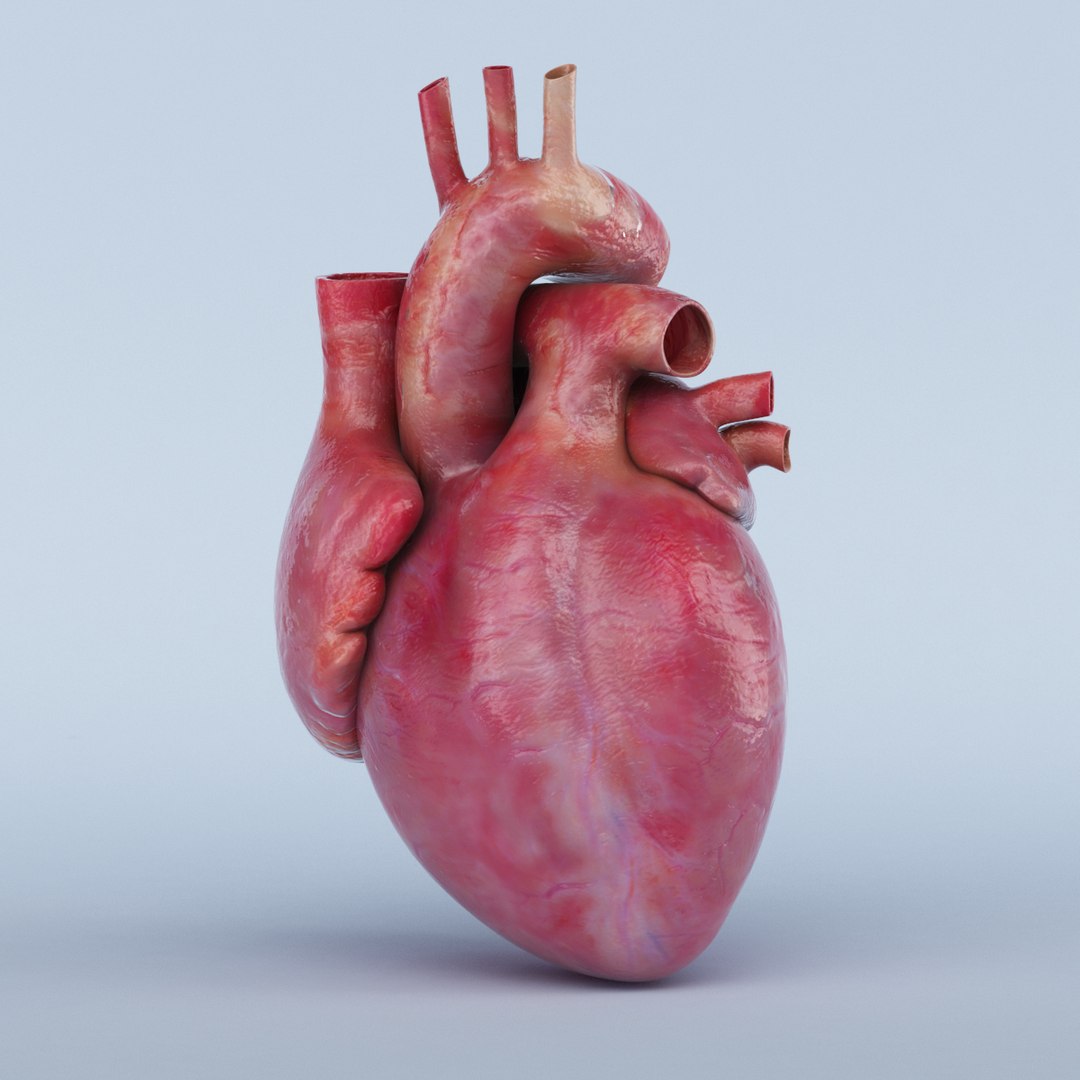 heart anatomy 3d 3ds