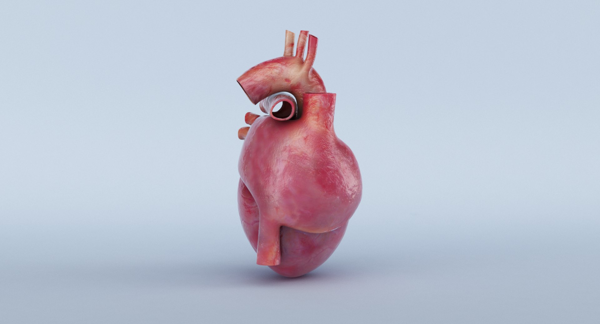 Heart Anatomy 3d 3ds