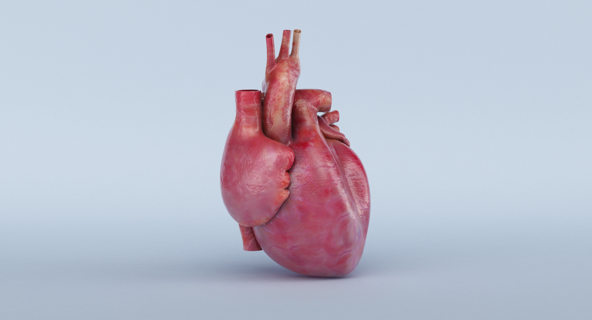 Heart Anatomy 3d 3ds